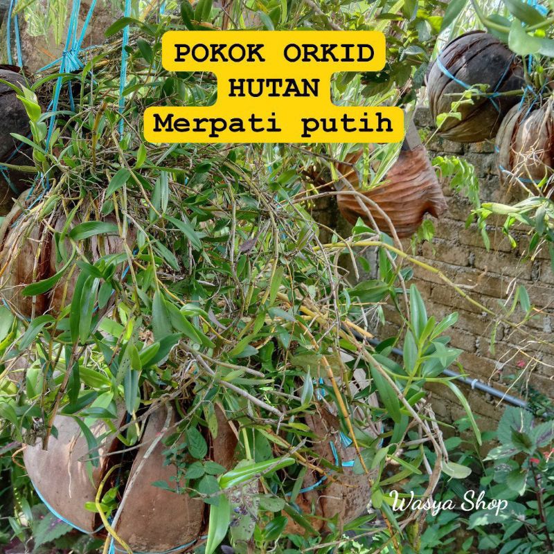 Pokok orkid hutan bunga merpati putih (sedia dalam kelapa) | Shopee ...