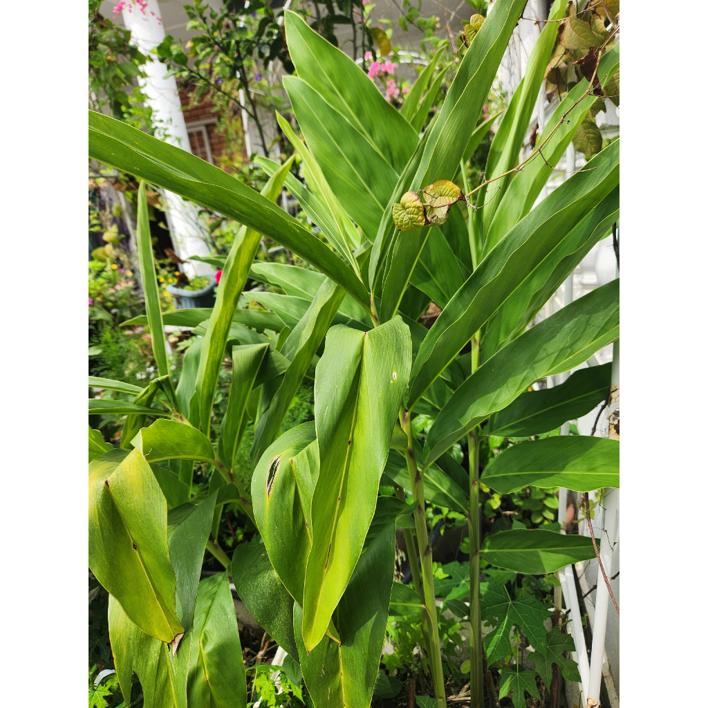 Daun Lengkuas Fresh dari Kebun - 1 SET (20 Helai Daun Besar FRESH ...