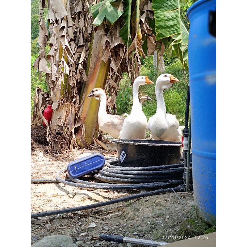 Telur Angsa Berbenih Landes Lionhead Goose Duck Fertile Egg 鹅蛋 | Shopee ...