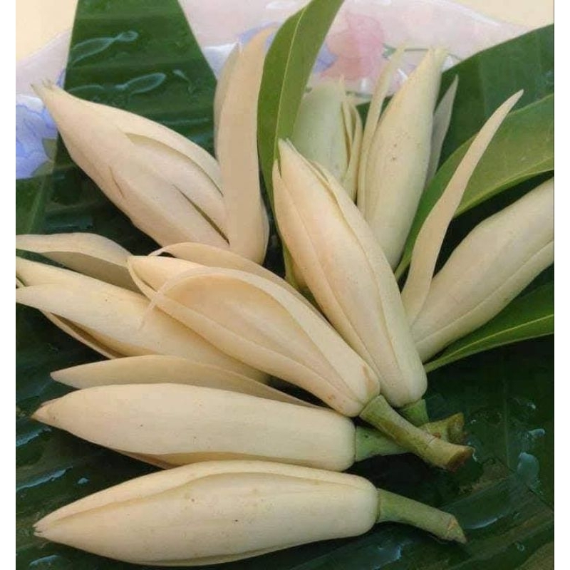 pokok bunga Cempaka putih | Shopee Malaysia