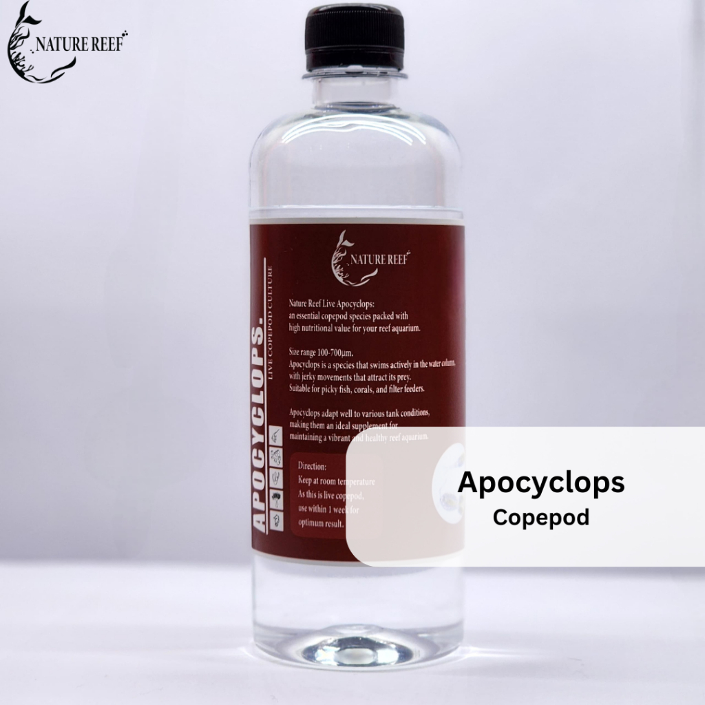 Copepod (Apocyclops.sp) 400ml, Kutu air laut, Plankton culture | Shopee Malaysia