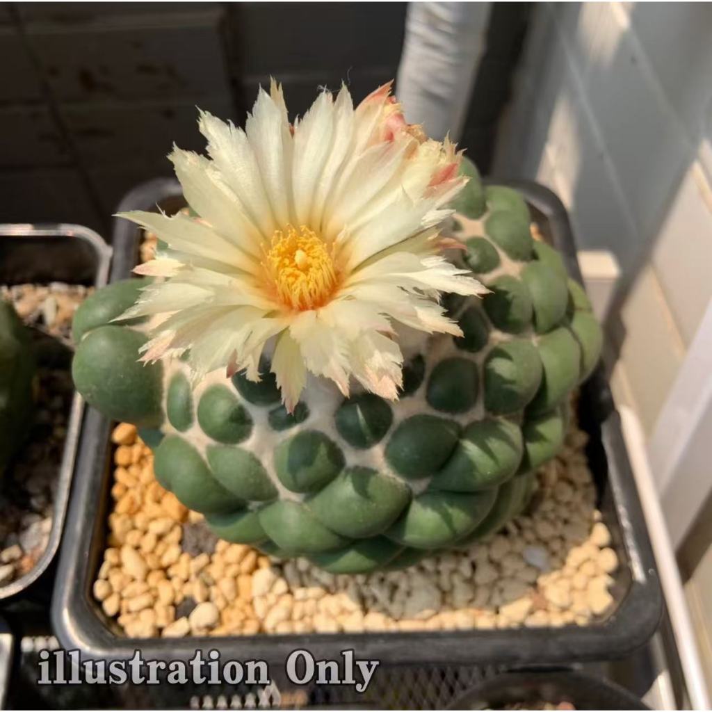 Cactus Plant: Coryphantha elephantidens inermis🌵无刺象牙🌵90333 ️Imported ...