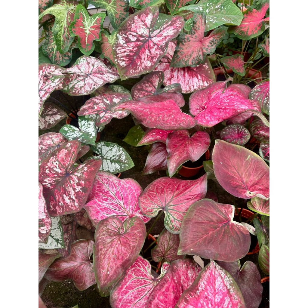Thai Caladium. 泰国彩芋. Keladi Thai. RIMBUN LETUP. Aroid. Pokok Viral ...