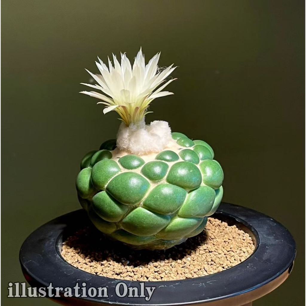 Cactus Plant: Coryphantha elephantidens inermis (small)🌵自根无刺象牙🌵90334 ...