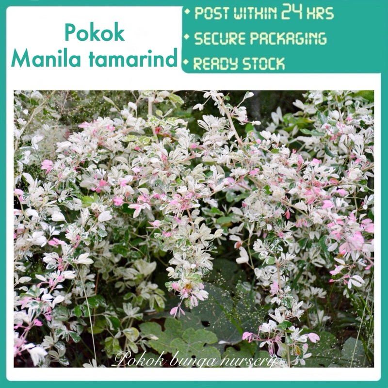 PBN - pokok Manila tamarind - variegated madras thorn pithecellobium ...