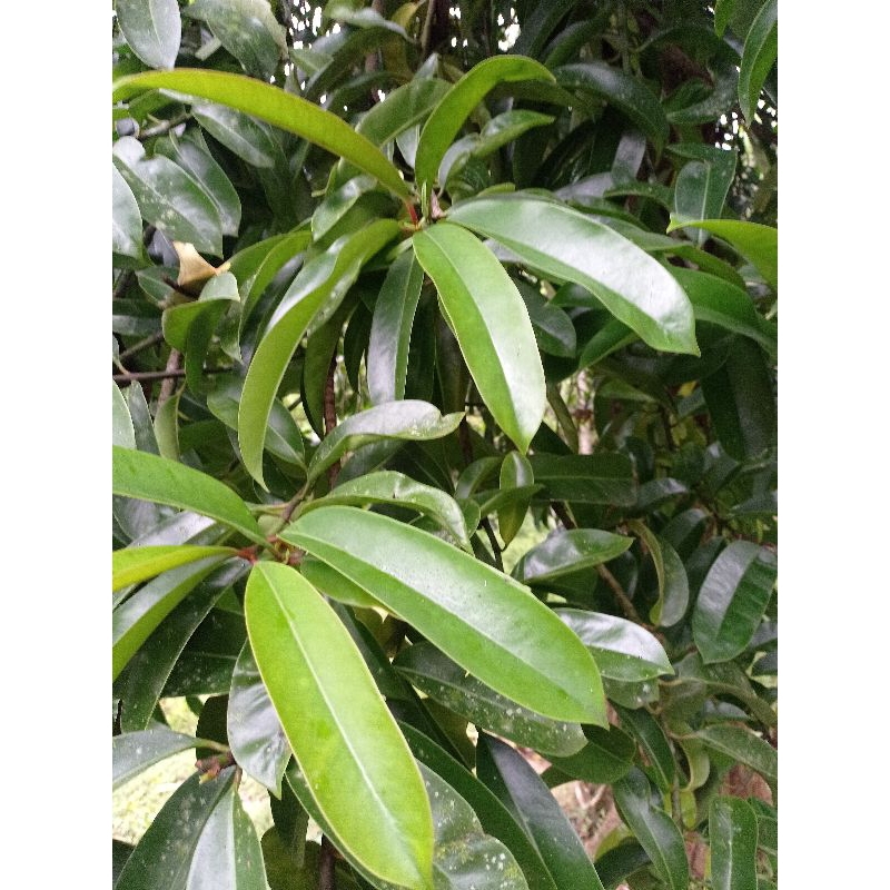 20 helai daun tua asam gelugur | Shopee Malaysia