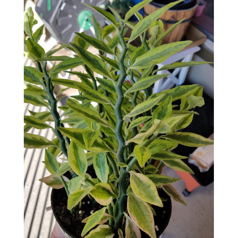 Pokok Pedilanthus Lelipan BATIK ( DAUN BUJUR ) / pokok dalam polybag ...