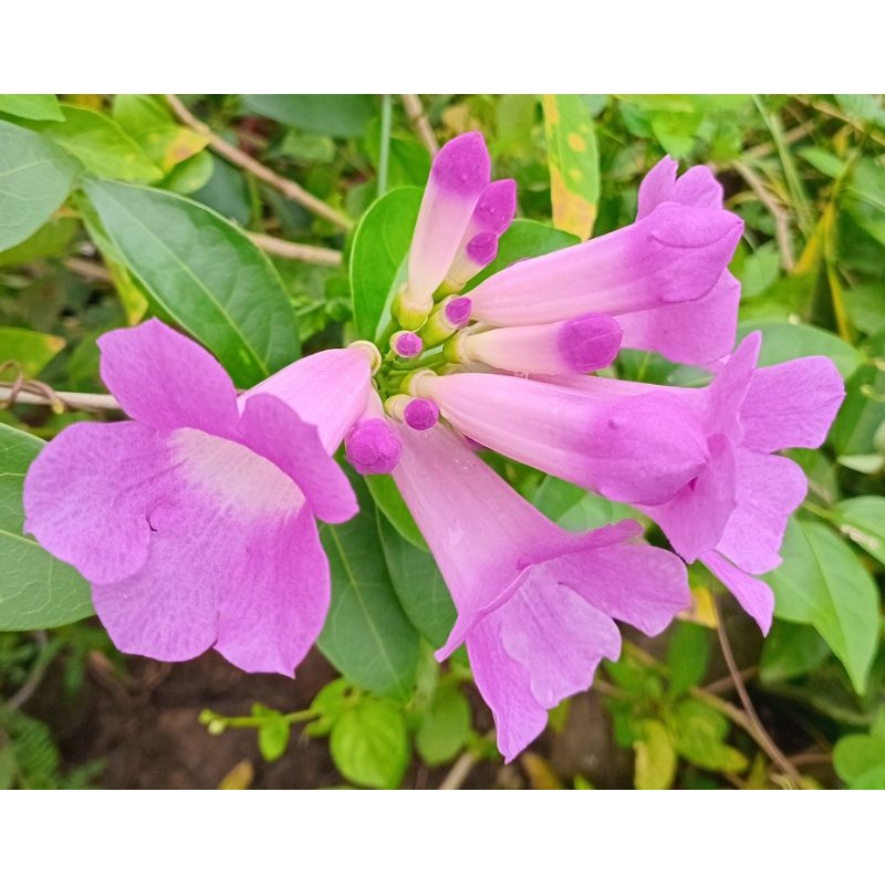 Anak Pokok Bunga Seperti Dalam Gambar | Shopee Malaysia
