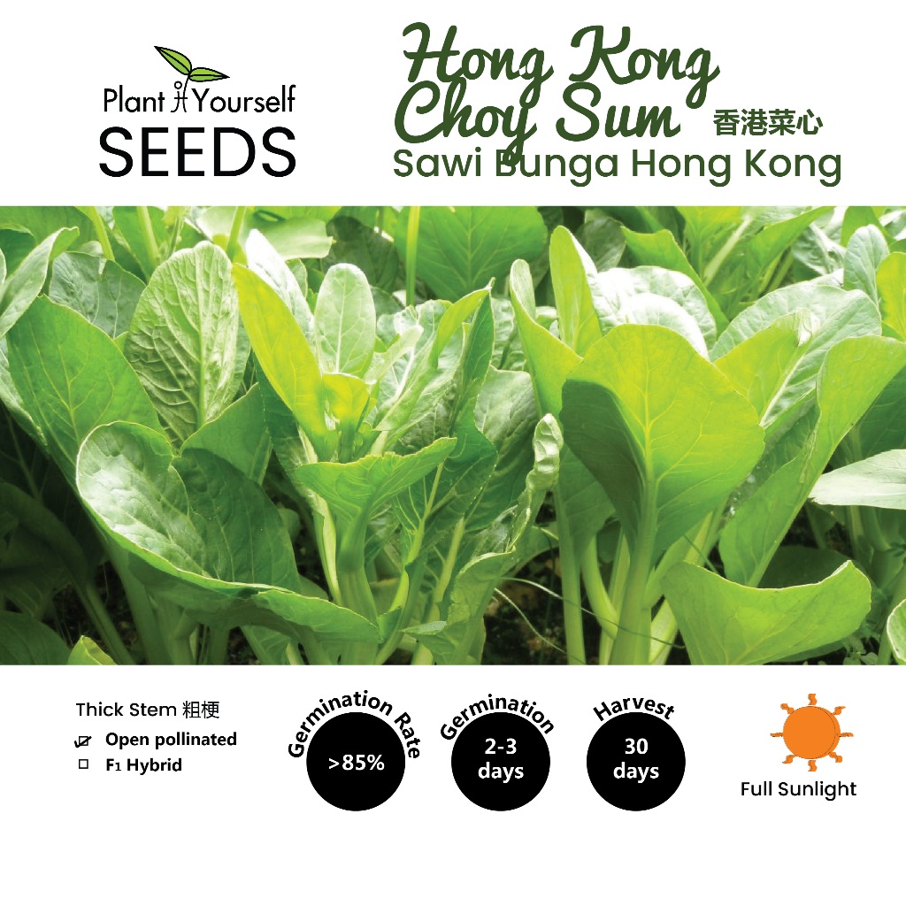 BENIH Sawi Bunga Hong Kong / SEEDS Hong Kong Choy Sum / 种子 - 香港菜心 (13 ...