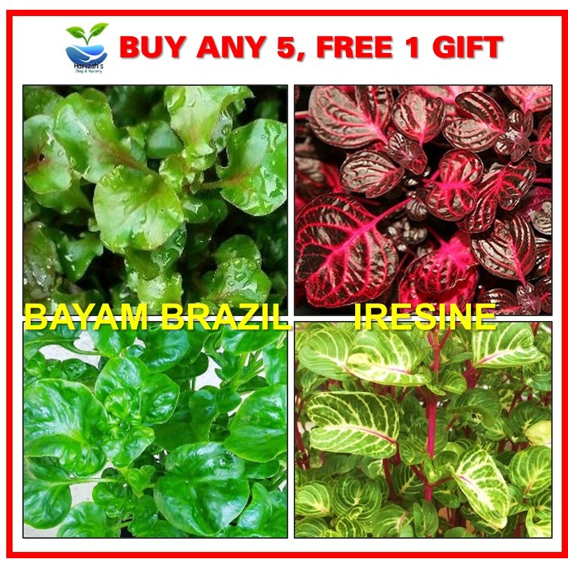 Bayam Brazil Merah/Hijau & Iresine Pink Green/Blood Red (Bloodleaf ...