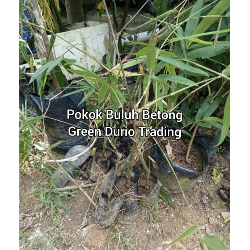 Anak Pokok Buluh Betong- Dendrocalamus asper | Shopee Malaysia