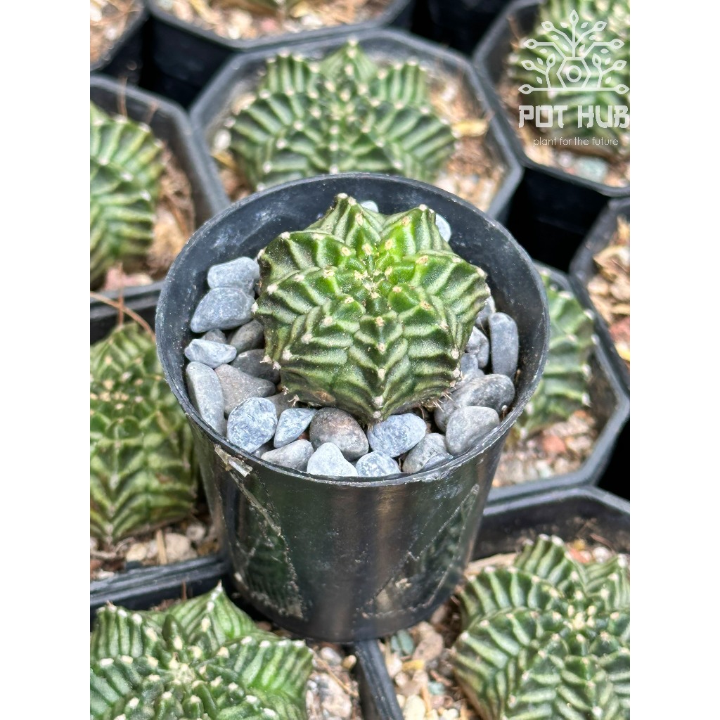 POTHUB Ready Stock Bare Root Gymnocalycium Pandan Layer | Shopee Malaysia