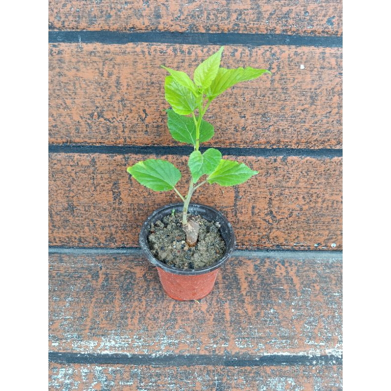 Anak Pokok Malberi/ Mulberry | Shopee Malaysia