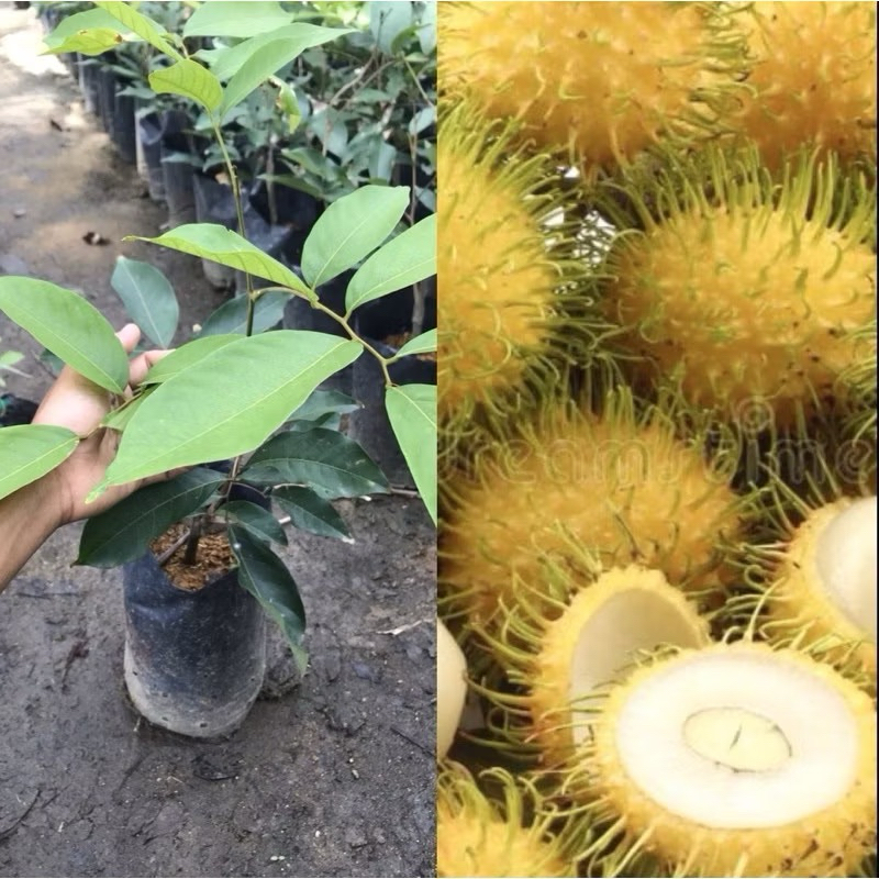 POKOK RAMBUTAN GADING (KUNING) | Shopee Malaysia