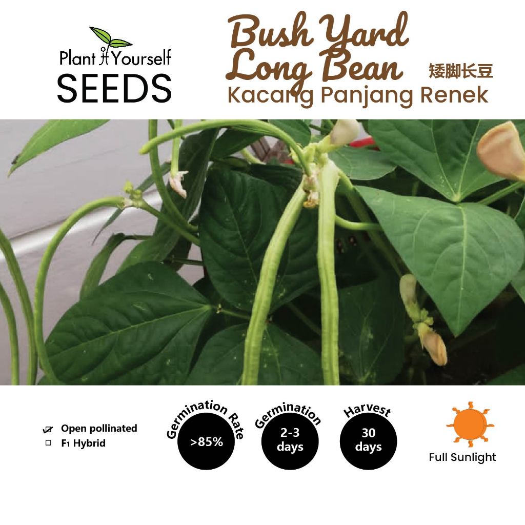 SEEDS Bush Bean (Yard Long Bean) (2.2g | 9.6g | 37g) | Shopee Malaysia