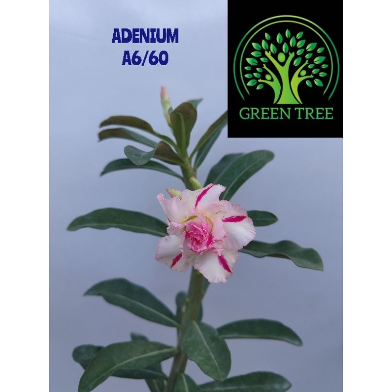 Adenium A6/60 (White with pink flower) | Shopee Malaysia