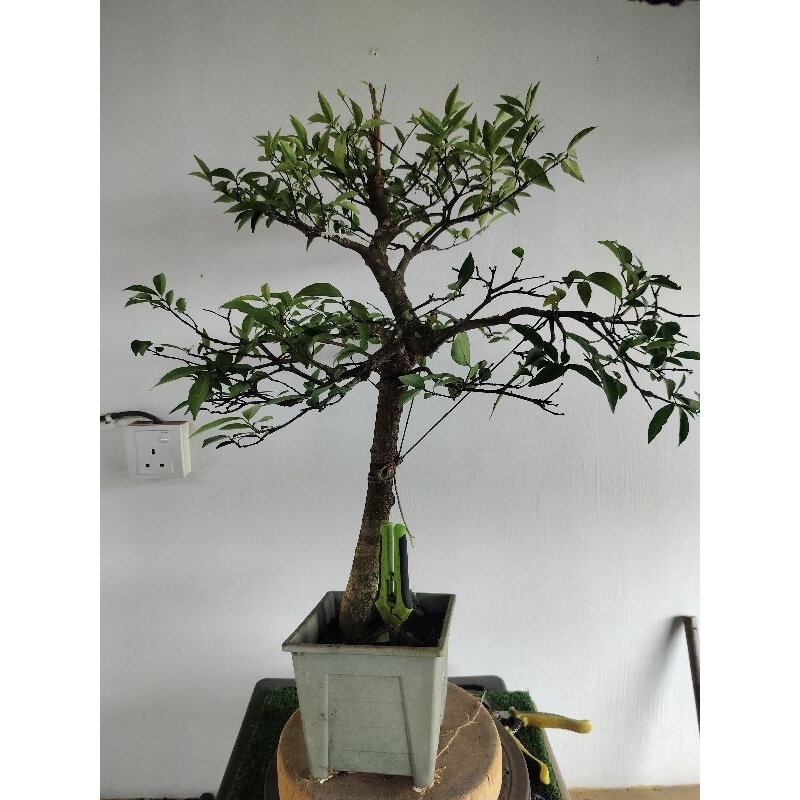 Bonsai jeliti#水梅盆栽#Anting putri#Santalia#pokok#Bunga# | Shopee Malaysia