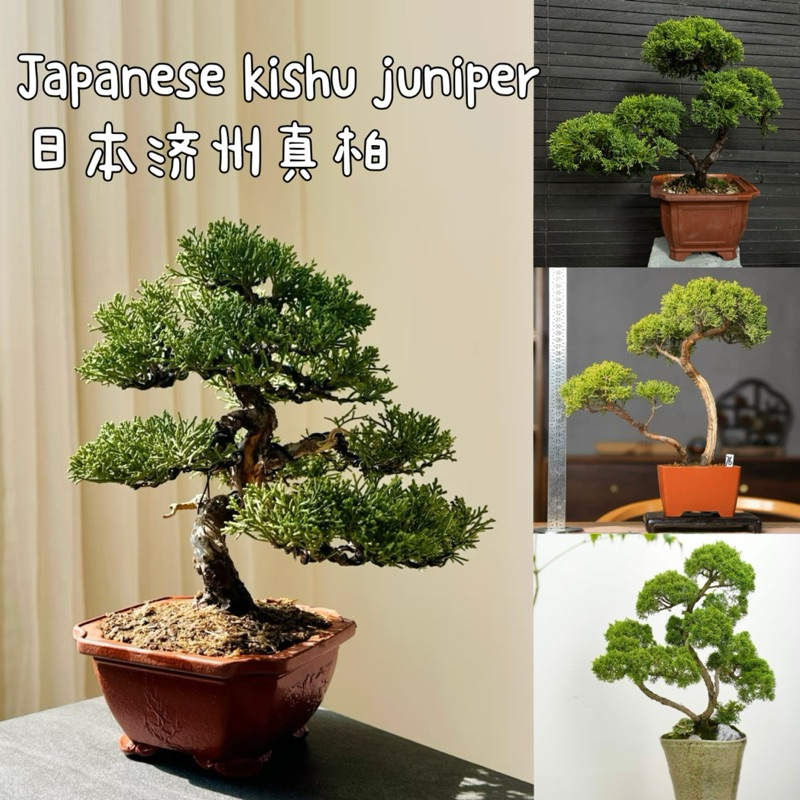 japanese juniper shimpaku kishu/日本 济州 真柏 (盆景/bonsai plant/live plant ...