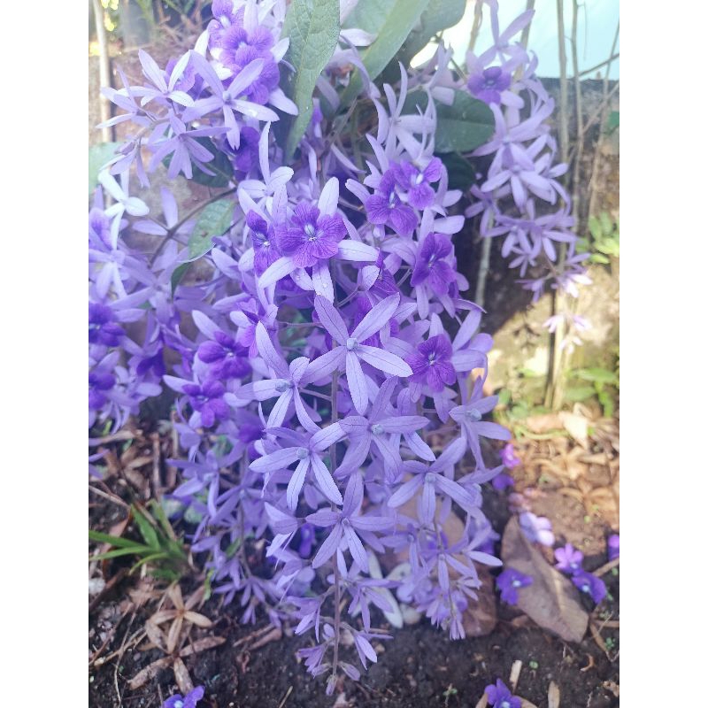 Pokok bunga purple Sandpaper Vine | Shopee Malaysia
