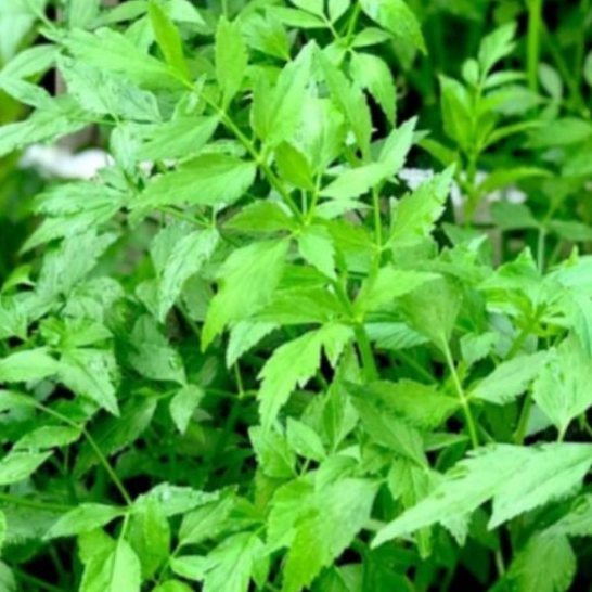 Pokok Selom Tumbuhan Herba | Shopee Malaysia