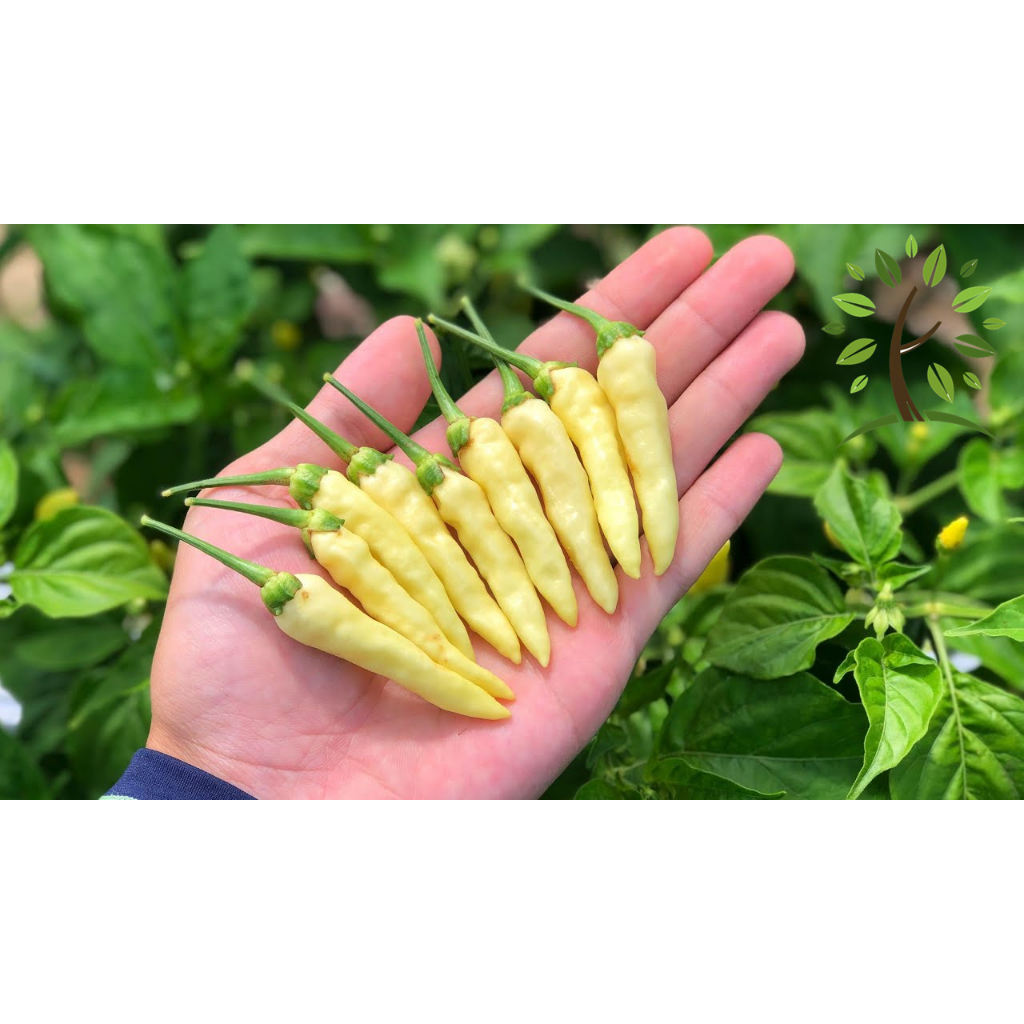 Berjaya Plant Nursery - Pokok Cili Padi Putih/White Chilli(Pokok ...