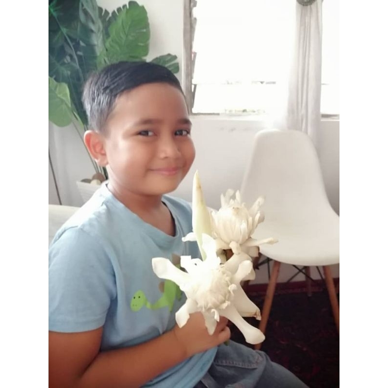 pokok kantan putih gebu (pokok) | Shopee Malaysia