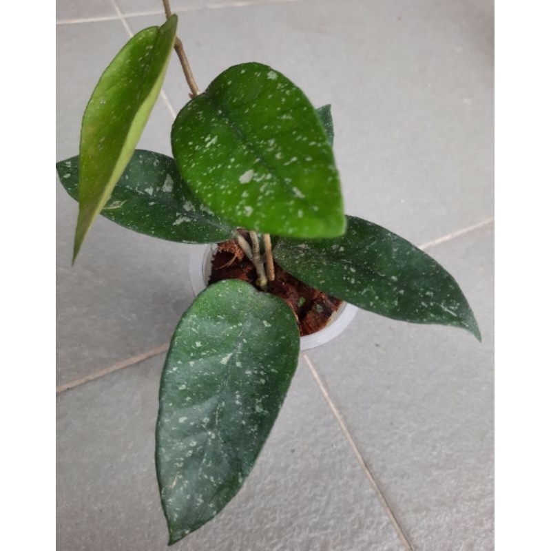 Hoya Starry Night plant | Shopee Malaysia