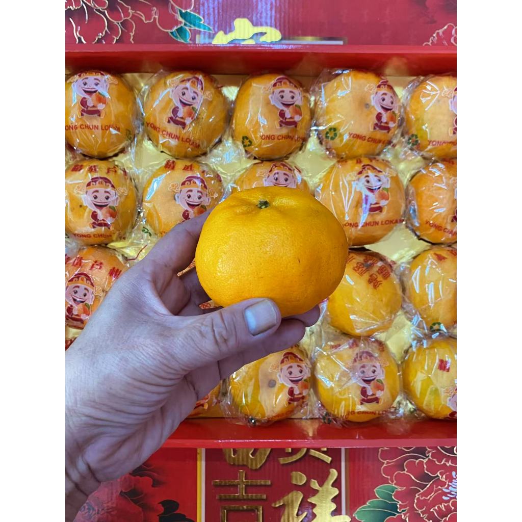 Premium Honey Lokam Mandarin Orange ( 20pcs L saiz ) Segar dan Manis ...
