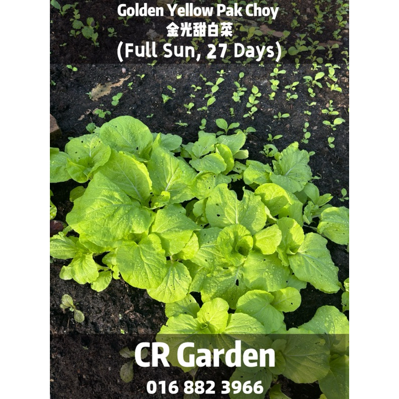 Golden Yellow Pak Choy 25 Seeds 金光甜白菜25粒 (Full Sun, 27 Days) | Shopee ...