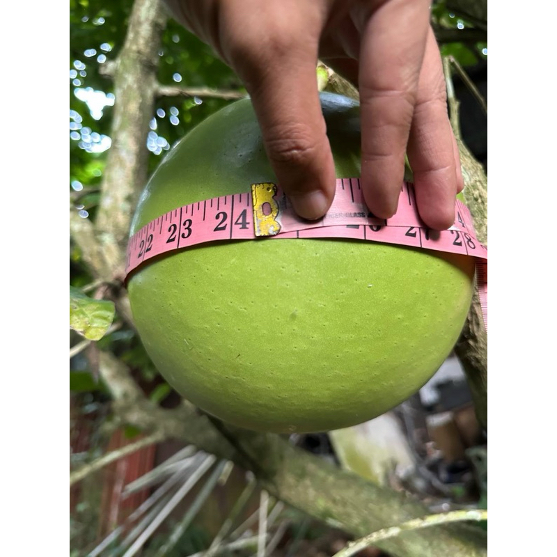 BUAH LABU KAYU 3KG/BIJI (CALABASH FRUIT) | Shopee Malaysia