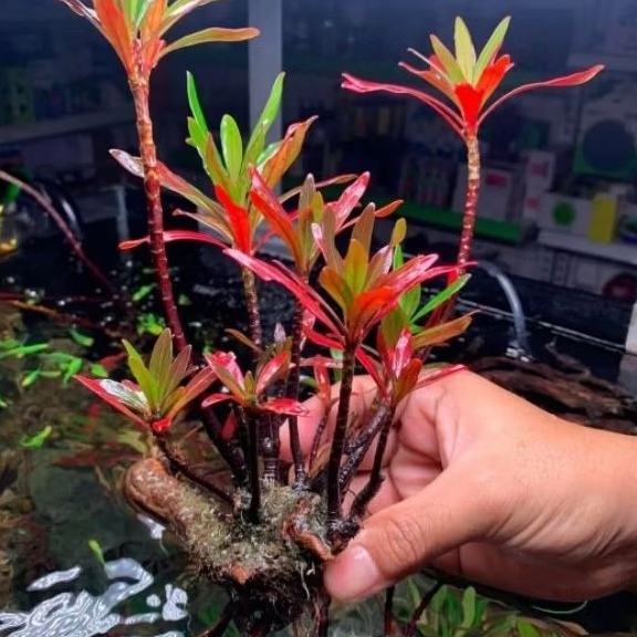 Homonoia riparia (Mi Nuong) plant for aquarium, paludarium and ...