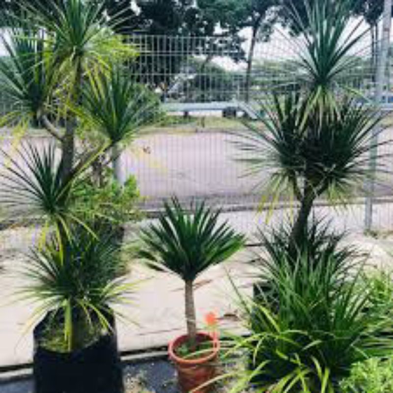 Bunga Hiasan Draco(Live Plan)Anak Pokok | Shopee Malaysia
