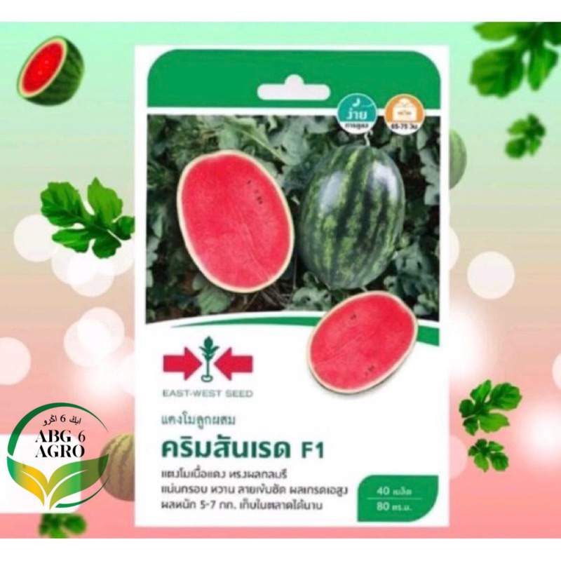 Pack 40 Biji Benih Tembikai Merah Madu F1 Thailand/ Tembikai Merah ...