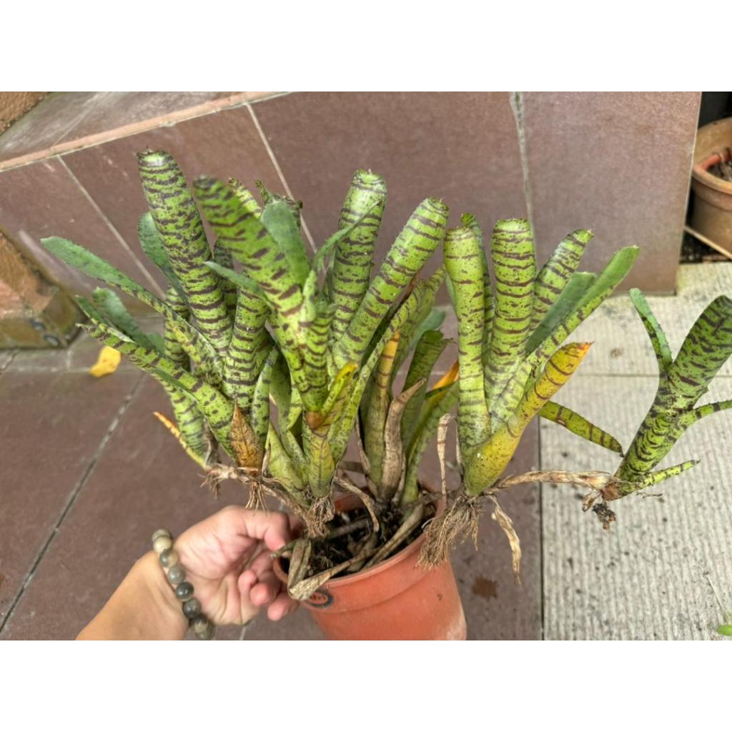 (Ready stock Cutting ) Bromeliad Neoregelia Tiger Cub (Miniature ...