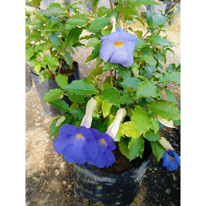 Thunbergia grandiflora purple vine sun plant koleksi pokok | Shopee ...