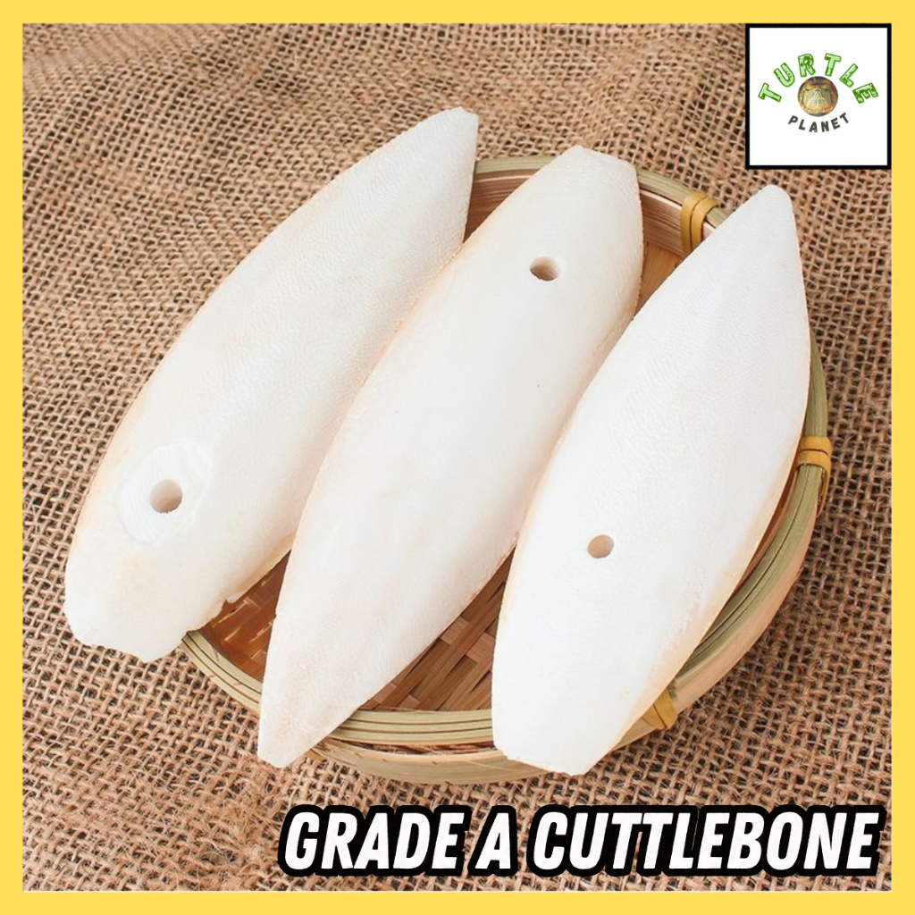 精选墨鱼骨 Grade A Cuttlebone for birds parrots turtle food | Shopee Malaysia
