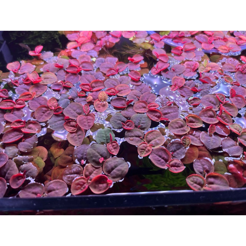 1pc RED ROOT FLOATER ( Phyllanthus fluitans ) Super RED AQUATIC PLANT ...