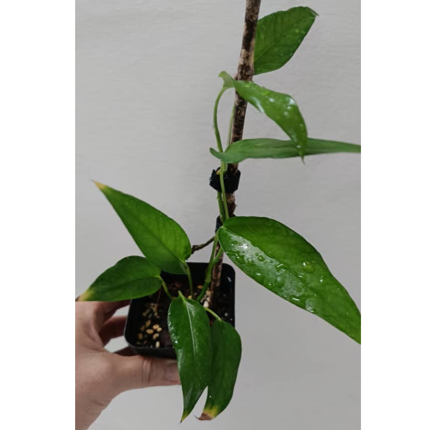 Juvenile Philodendron Skeleton Key | Shopee Malaysia