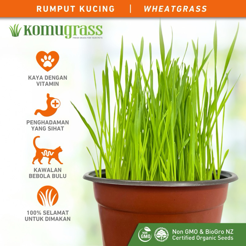 Rumput Kucing Segar Organik 100% Ready To Eat - (Komugrass Fresh Pet ...