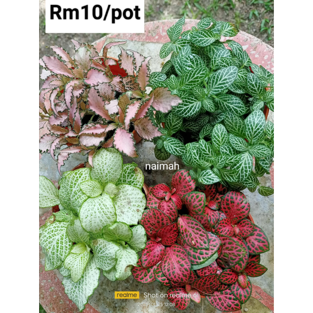 FITTONIA 4 JENIS WARNA | Shopee Malaysia