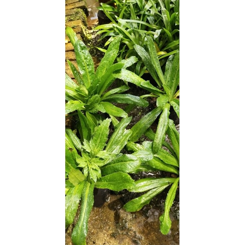 Pokok Ketumbar Jawa / Daun Ketumbar Jawa / Organic Culantro Plant ...