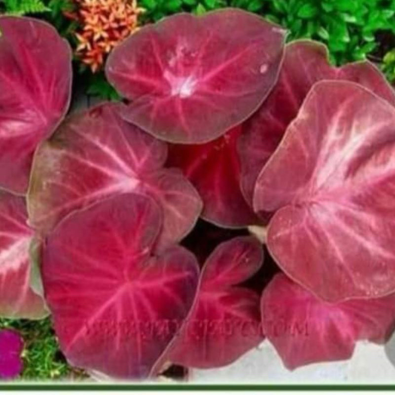 caladium/keladi/beli 4 free1.. | Shopee Malaysia