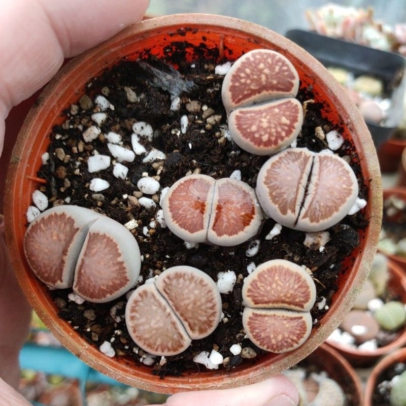 Live Plant Lithops kiku single (size can enquiry seller) | Shopee Malaysia