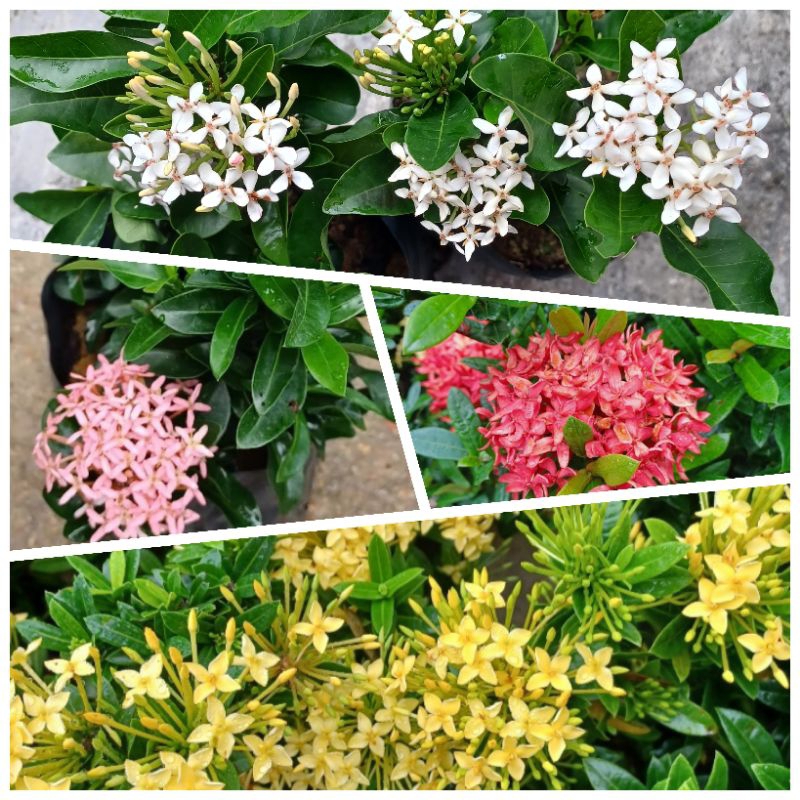 Pokok Bunga Ixora/Pecah Periuk/Jejarum/Siantan Aneka Warna | Shopee ...