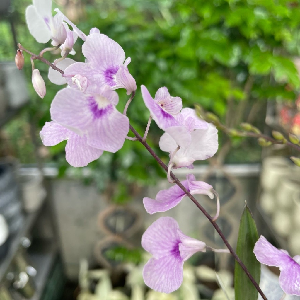 H2O - Lonopsis Utricularioides (Delicate Violet Orchid) 拟堇兰 (GOT FLOWER ...