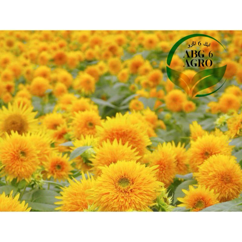 50Biji Benih Bunga Matahari Emas Golden Millionaire/Sunflower Golden ...