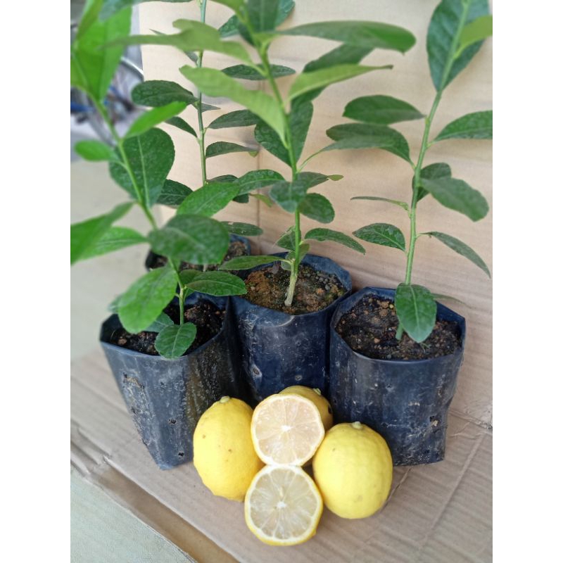 ANAK POKOK LEMON KUNING | Shopee Malaysia