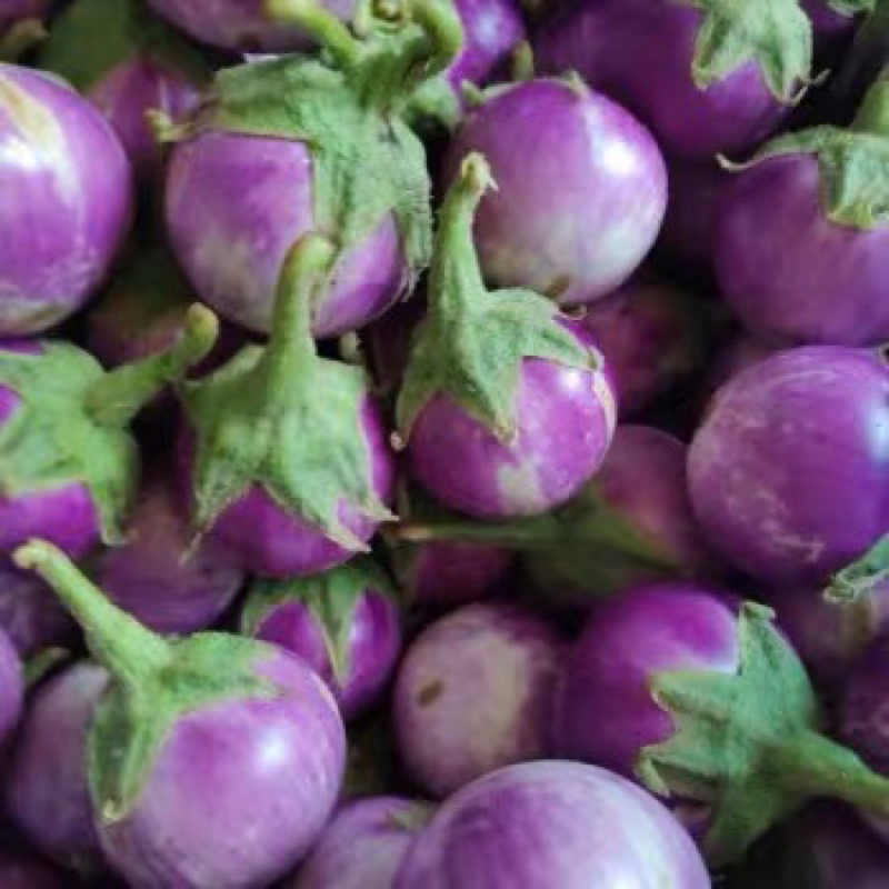 BIJI BENIH TERUNG BULAT UNGGU ULAM SIAM - 25Pcs | Shopee Malaysia