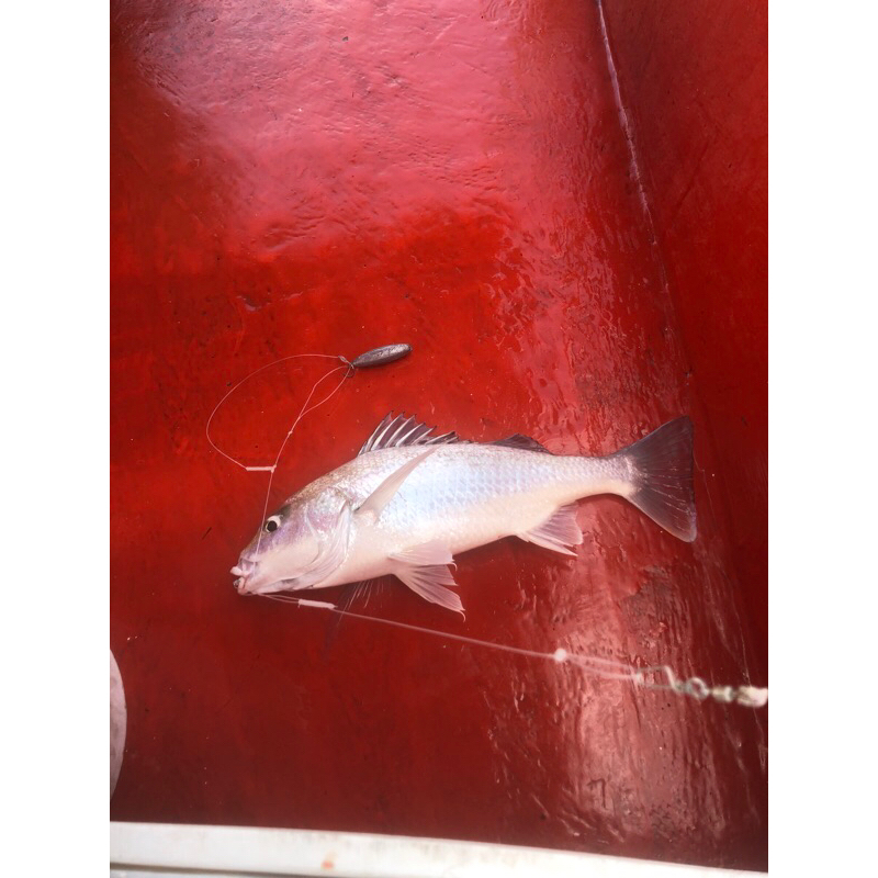 Perambut bottom 2mata (dupont) | Shopee Malaysia