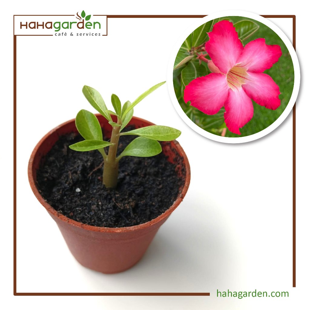 Anak Pokok Adenium/ Baby Adenium Potted Plants/ Bunga Kemboja/ Fortune ...